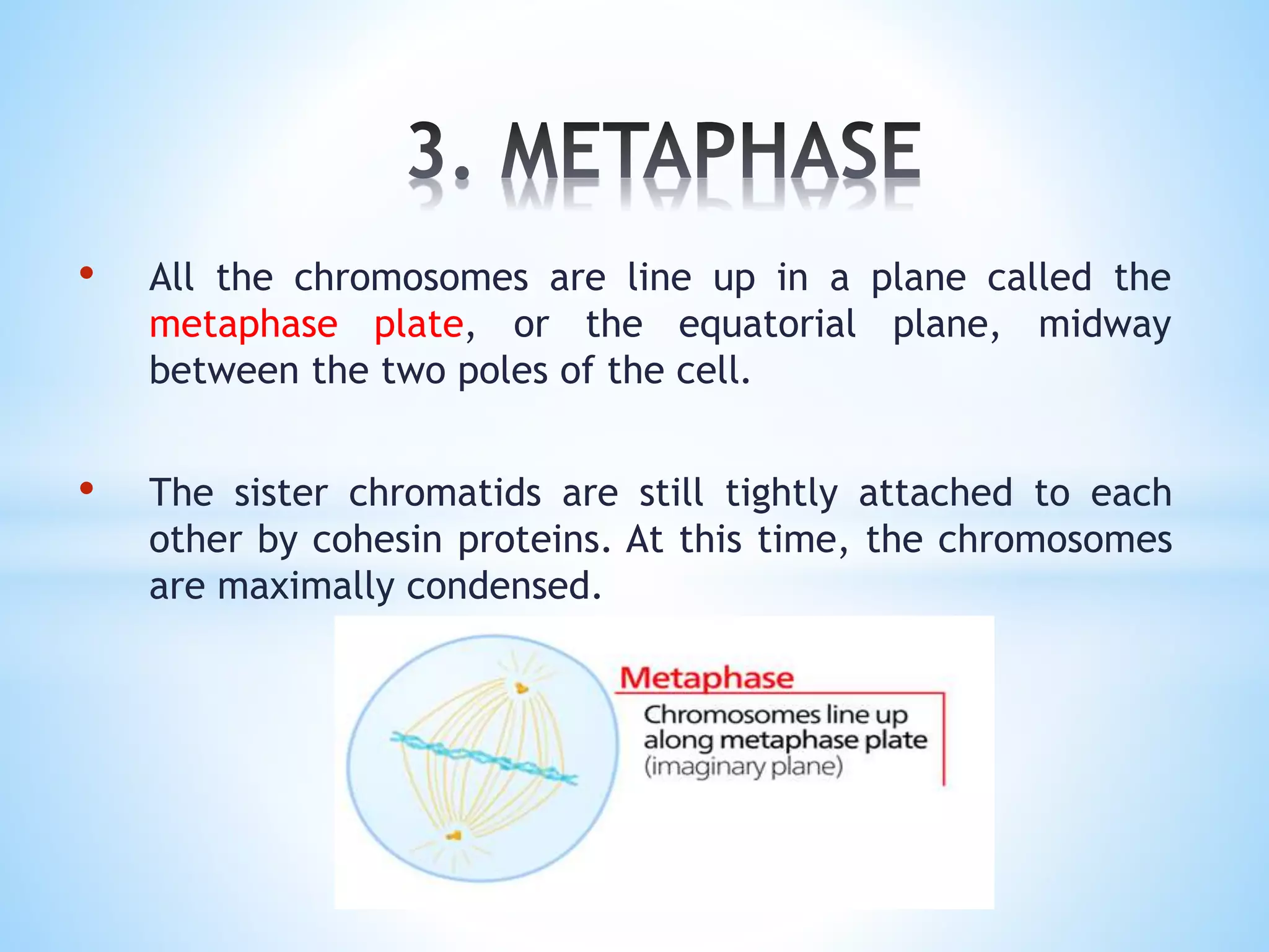 The Eukaryotic Cell Cycle ppt | PPTX