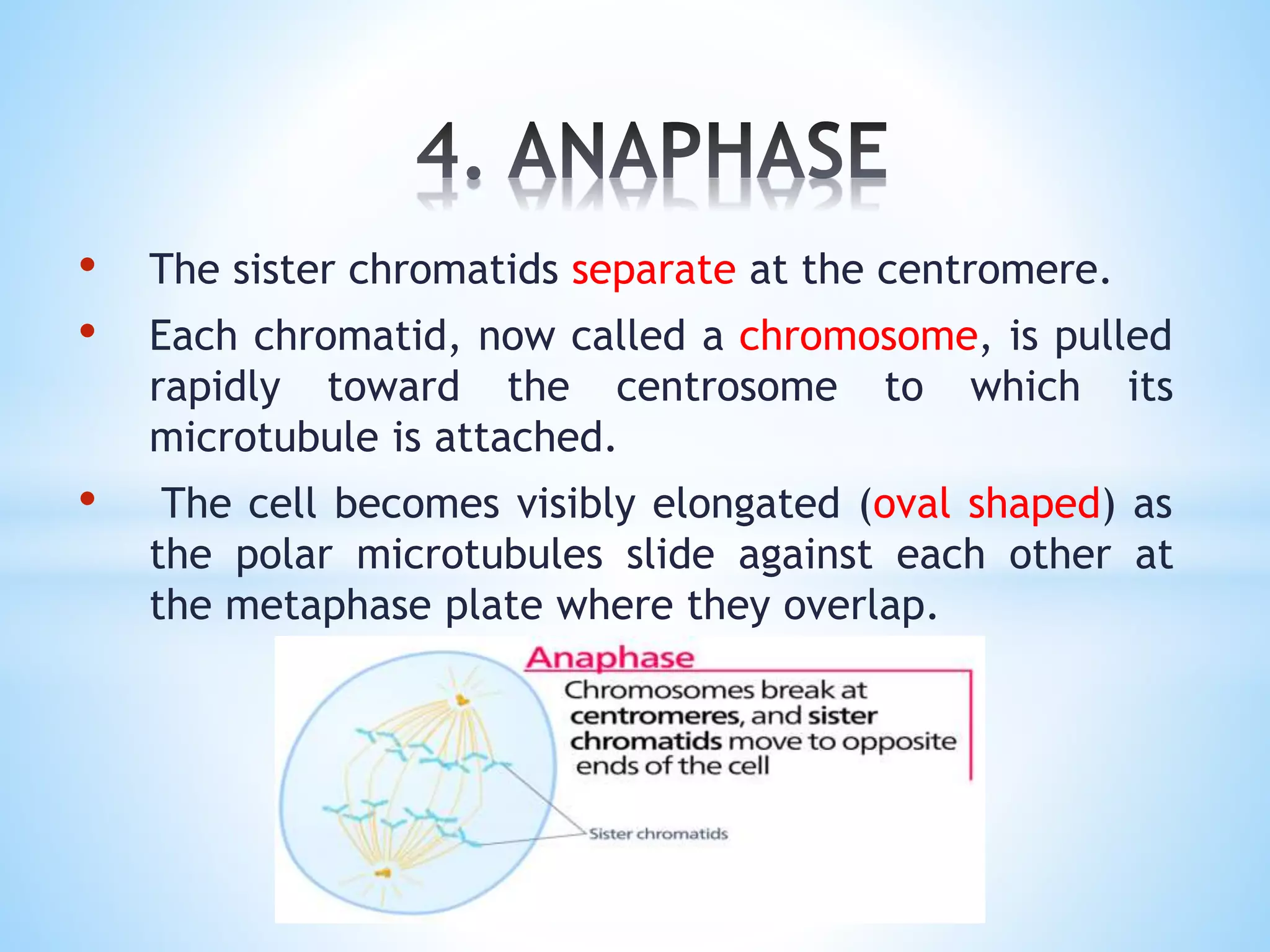 The Eukaryotic Cell Cycle ppt | PPTX