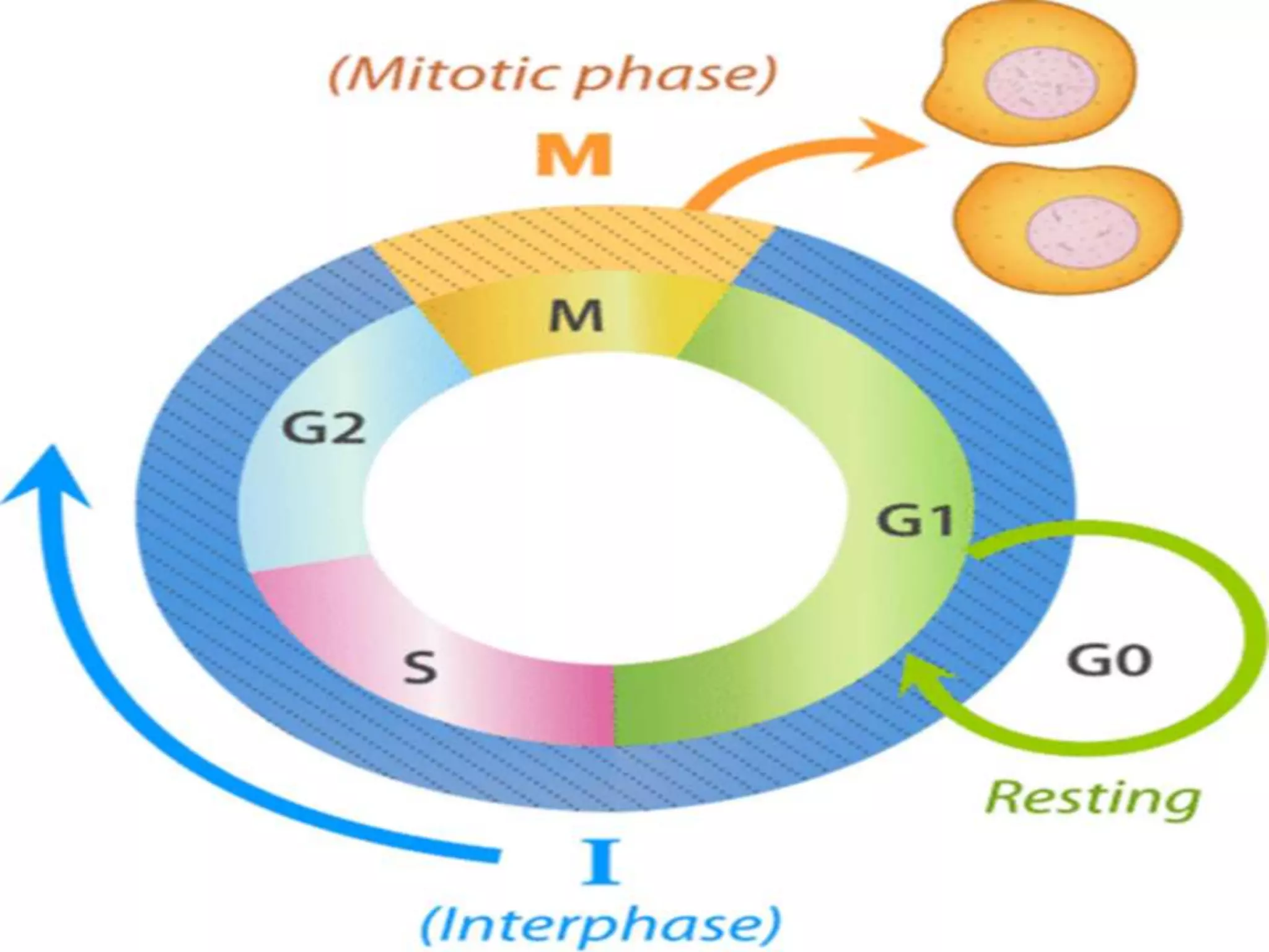 The Eukaryotic Cell Cycle ppt | PPTX
