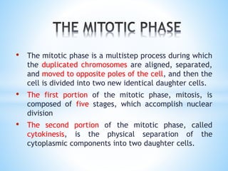 The Eukaryotic Cell Cycle ppt | PPTX