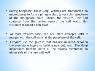 The Eukaryotic Cell Cycle ppt | PPTX