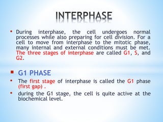 The Eukaryotic Cell Cycle ppt | PPTX