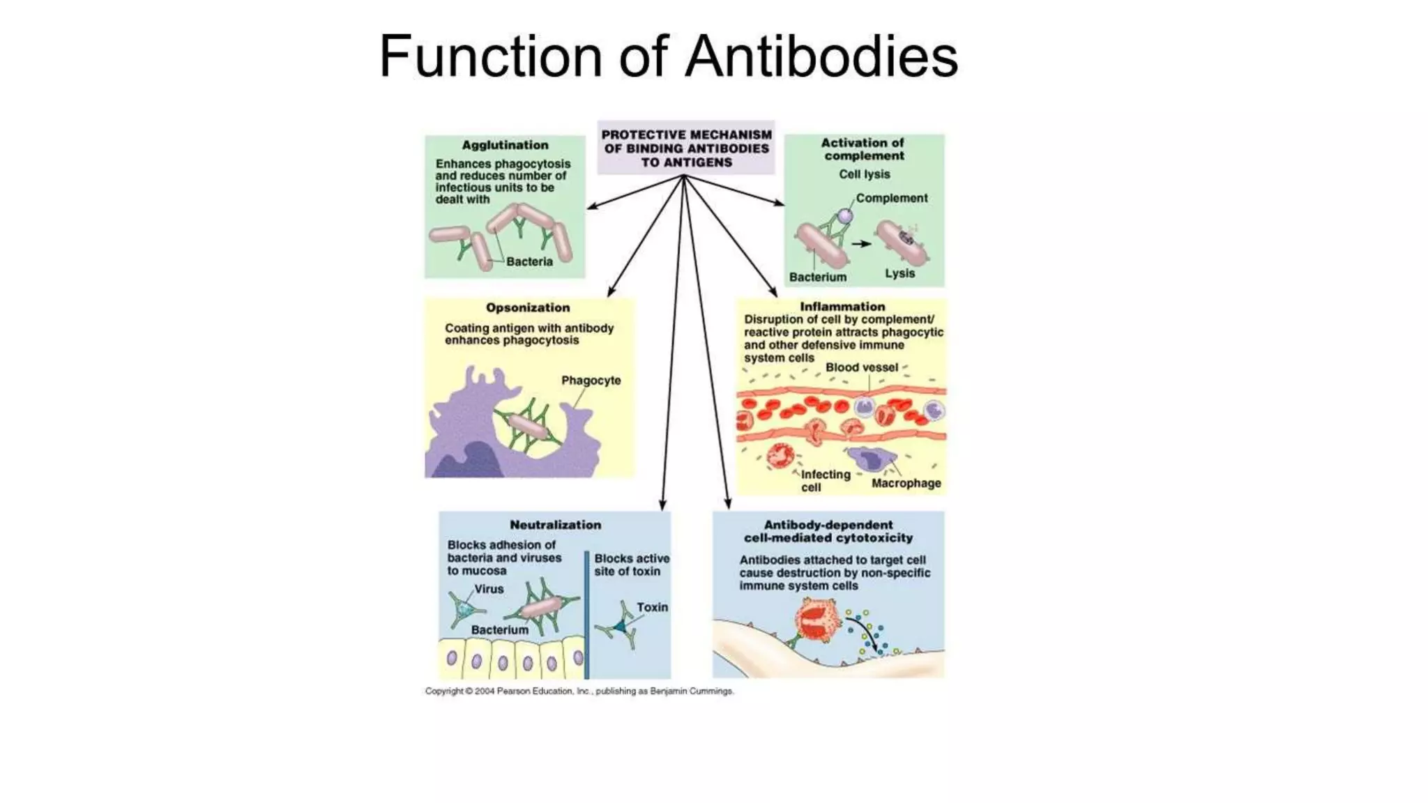 antibody structure classification and functions | PPTX