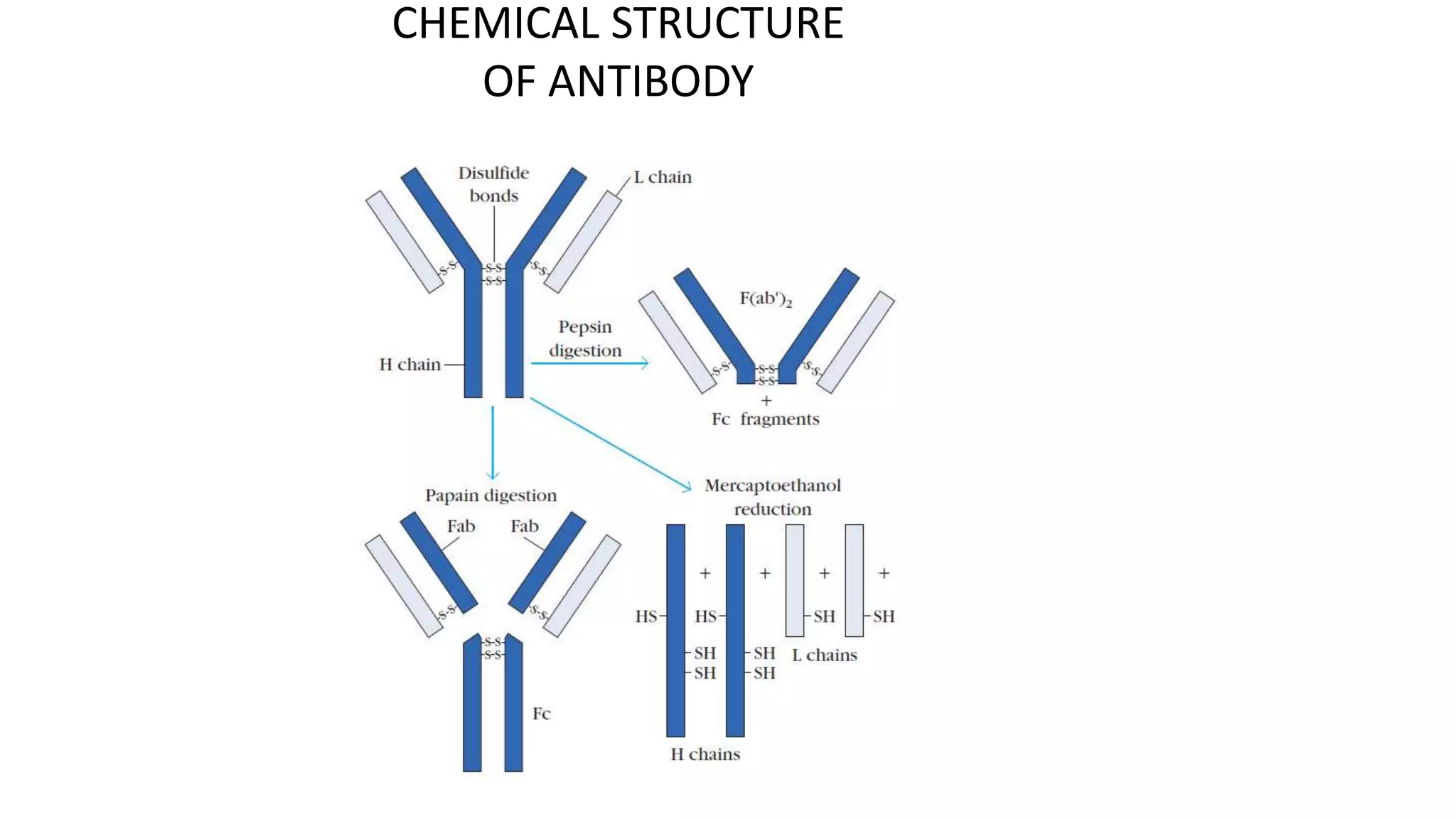 antibody structure classification and functions | PPTX