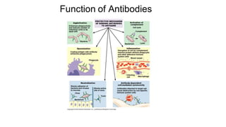 antibody structure classification and functions | PPTX
