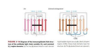 antibody structure classification and functions | PPTX