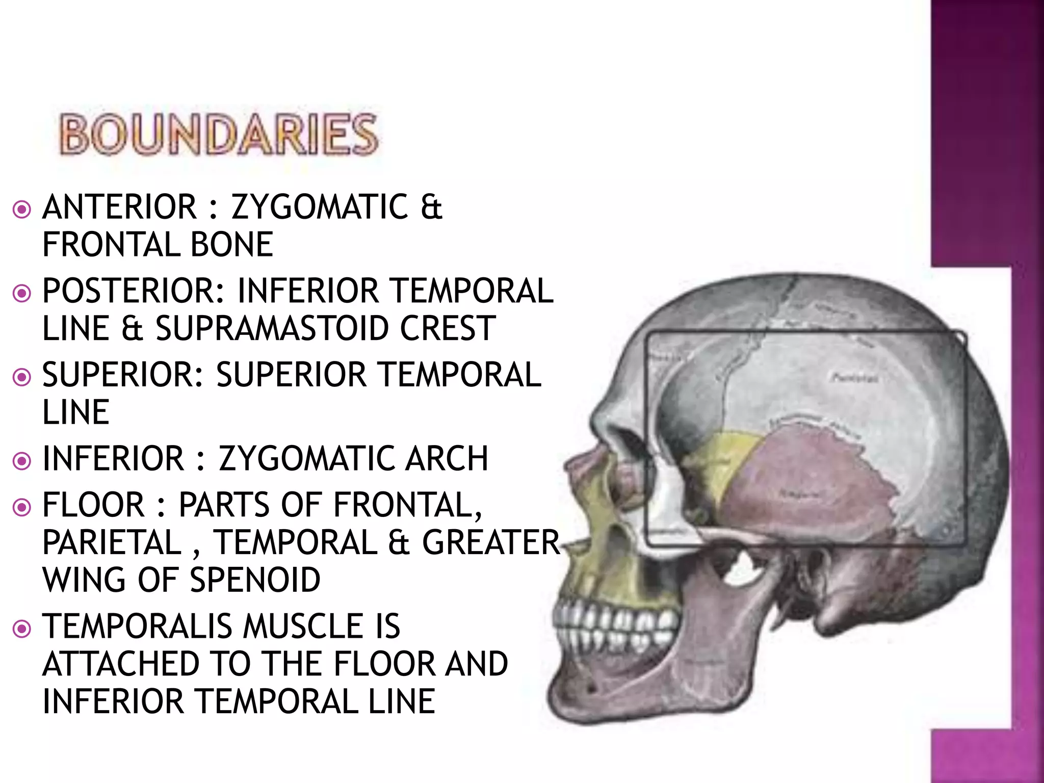surgical & applied anatomy of temporal and infratemporal fossa | PPTX
