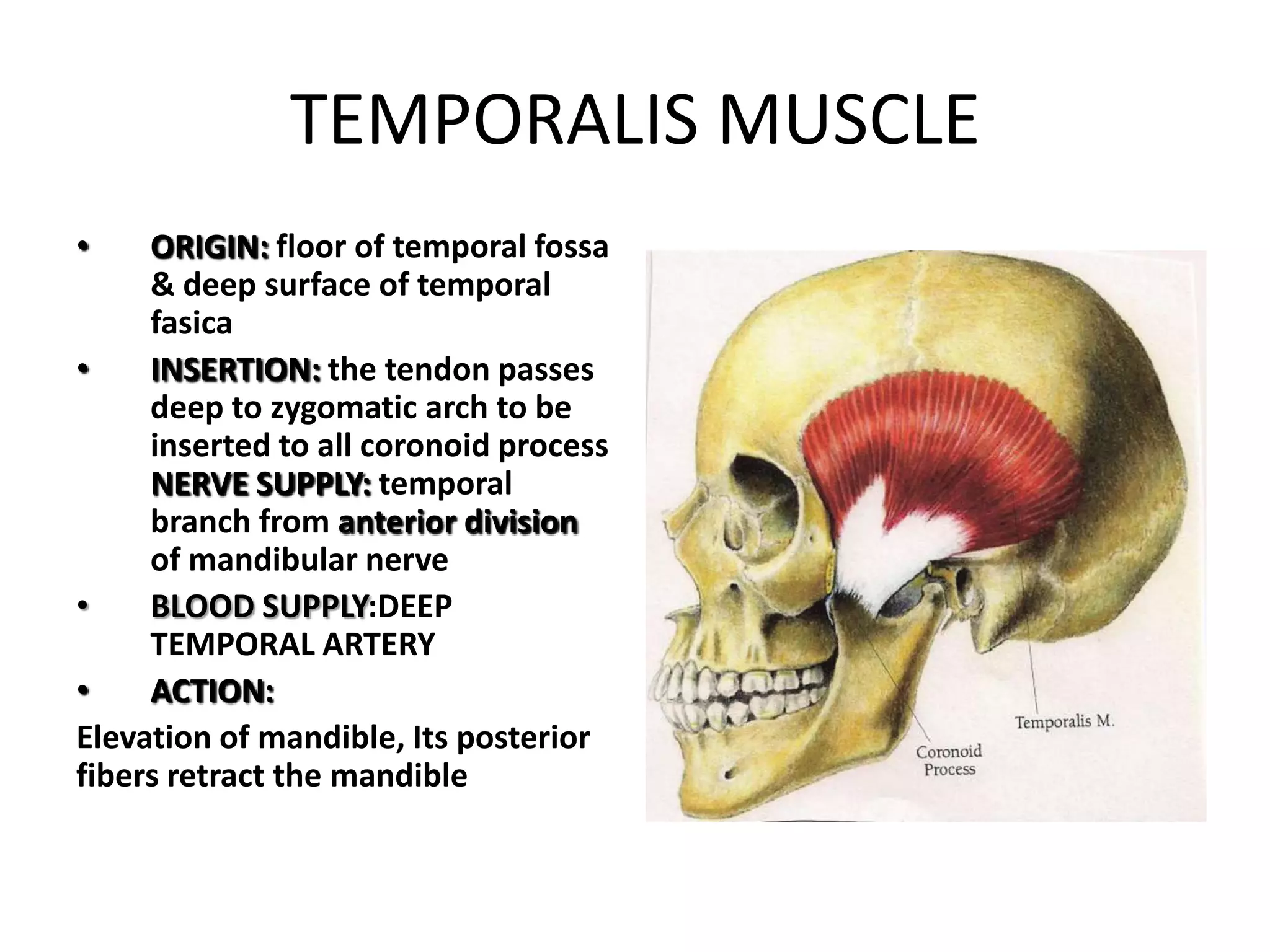 surgical & applied anatomy of temporal and infratemporal fossa | PPTX