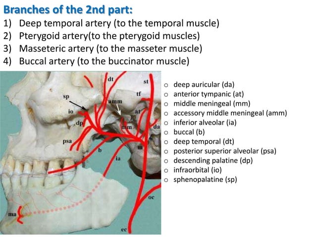 surgical & applied anatomy of temporal and infratemporal fossa | PPTX