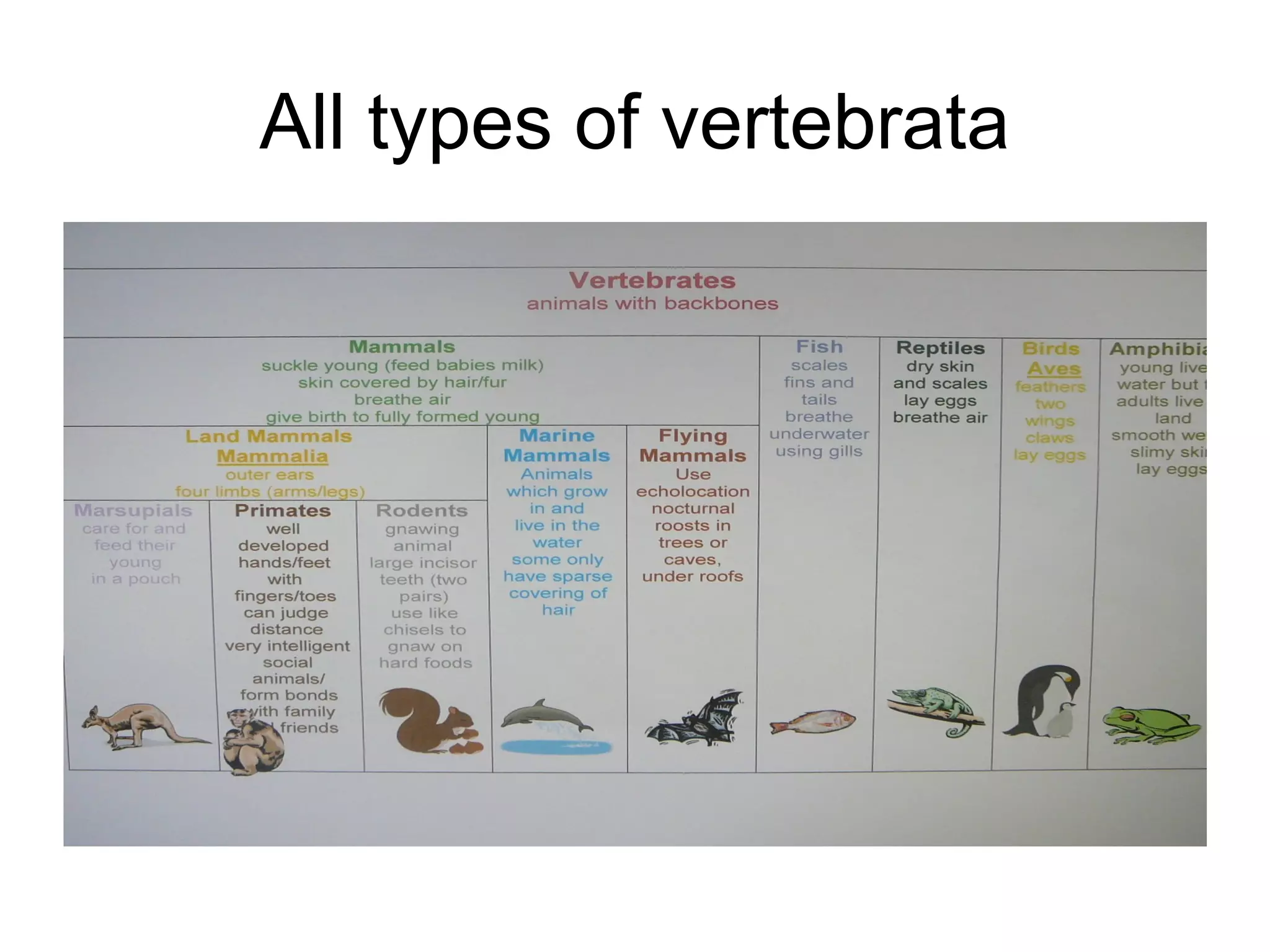 animal classification | PPT
