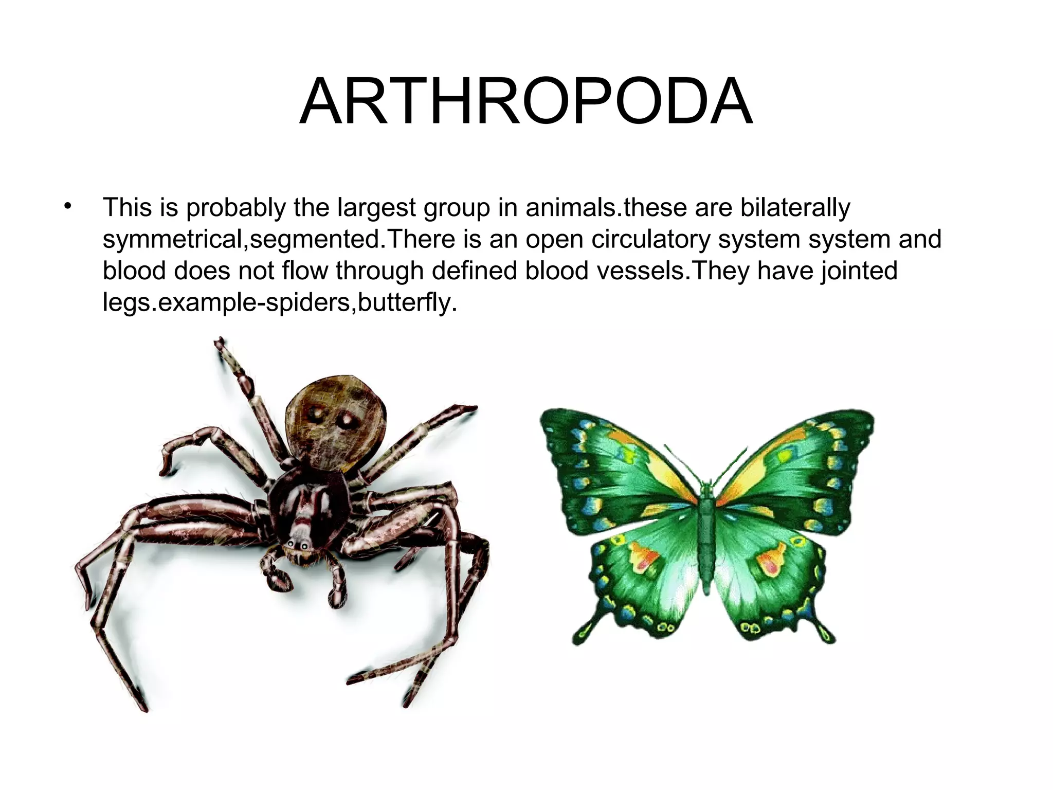 animal classification | PPT
