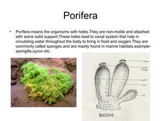 animal classification | PPT