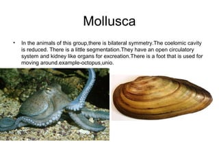 animal classification | PPT