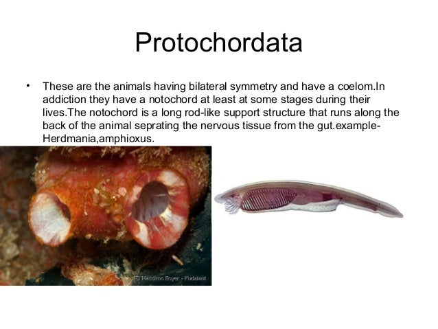 Examples Of Protochordata Phylum – Mollusca, Echinodermata And