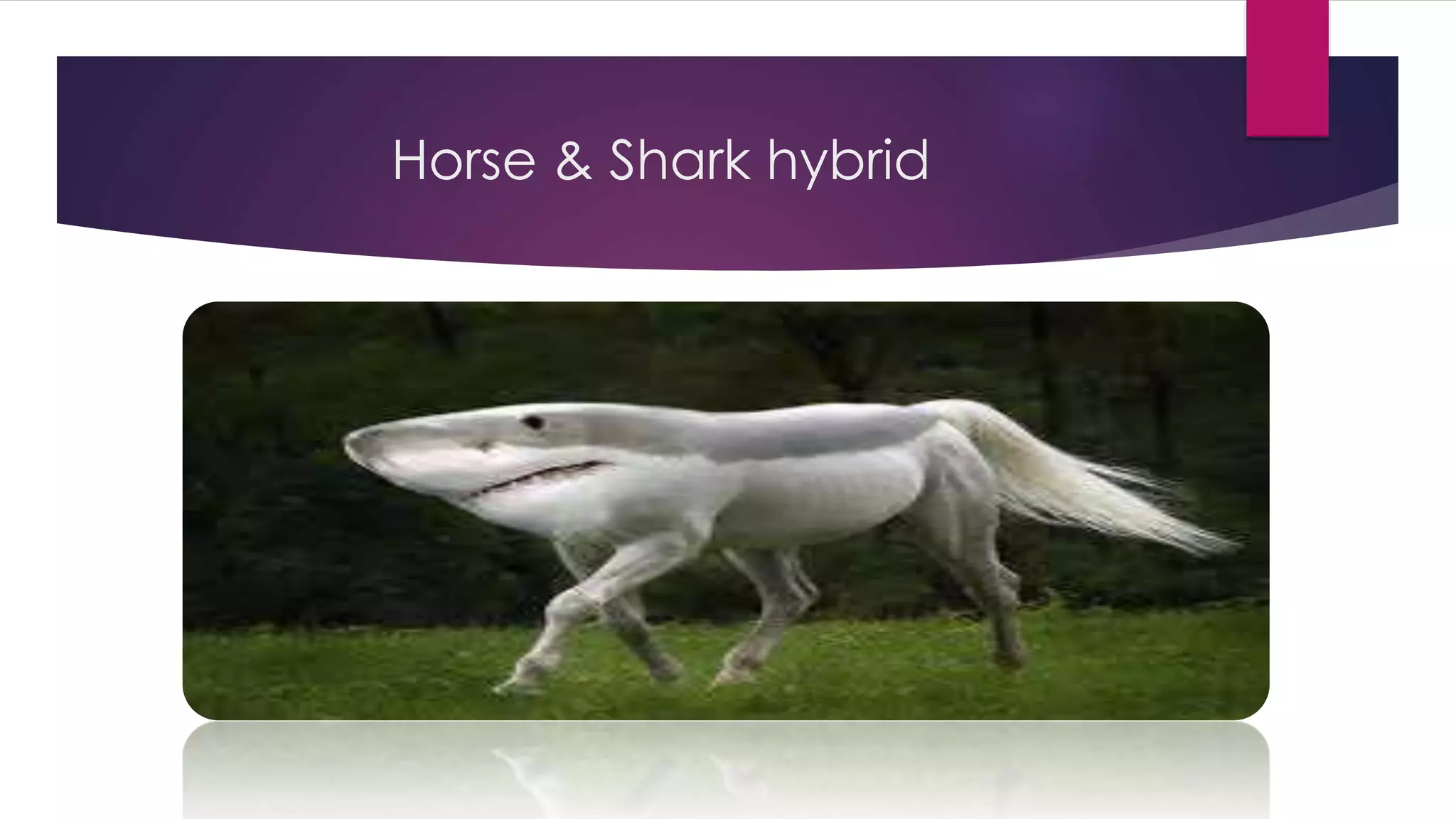 Top 10 Animal Hybrids - Photoshop | PPTX