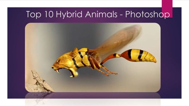 Top 10 Animal Hybrids - Photoshop | PPT