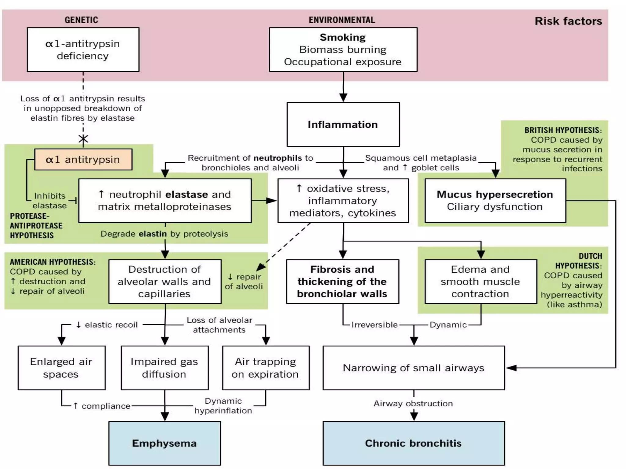 aetiology and pathogenesis of chronic obstructive lung disease | PPTX