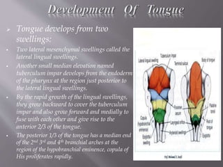 Tongue basics | PPTX