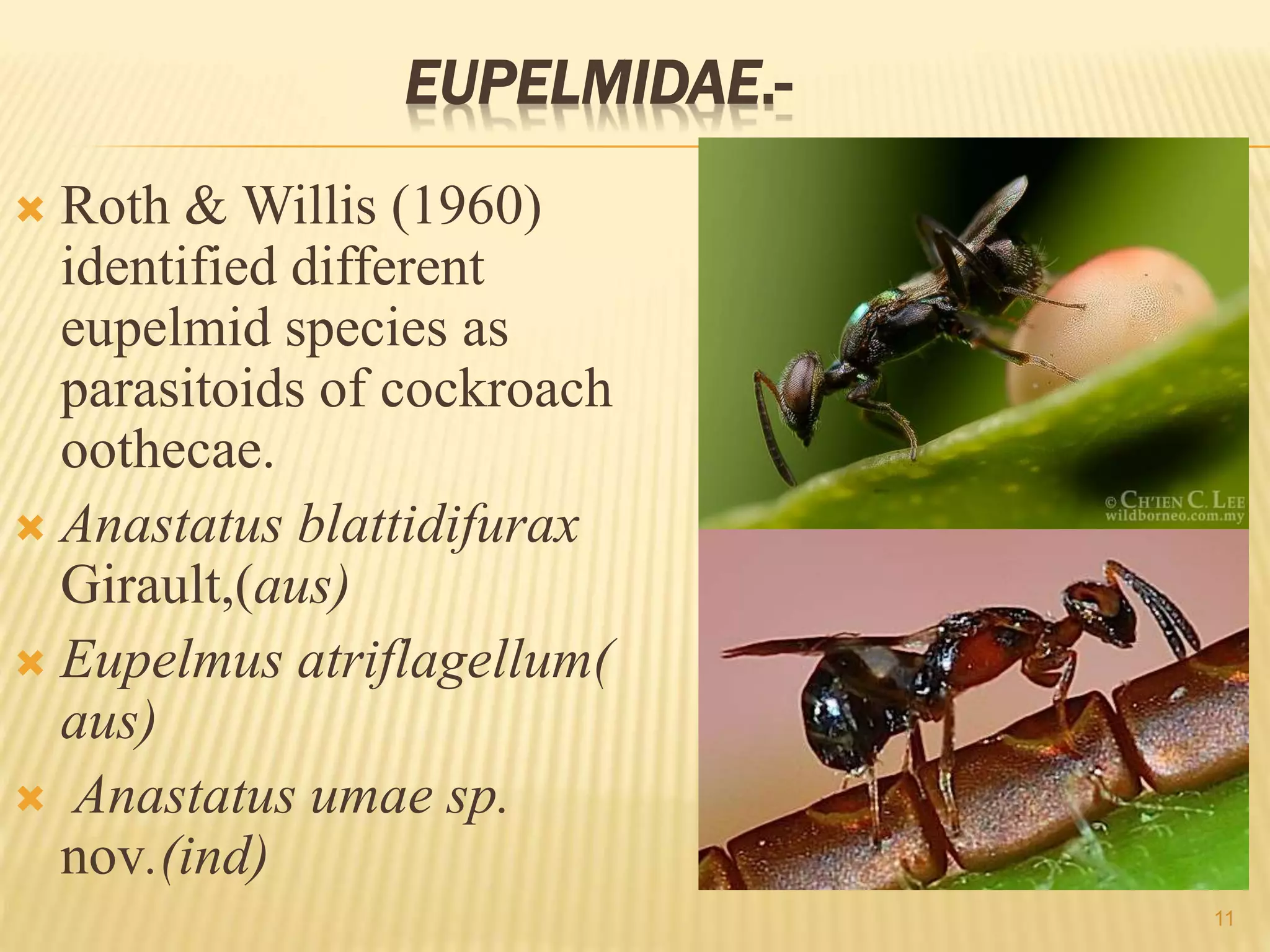 bio control of cockroach | PPTX
