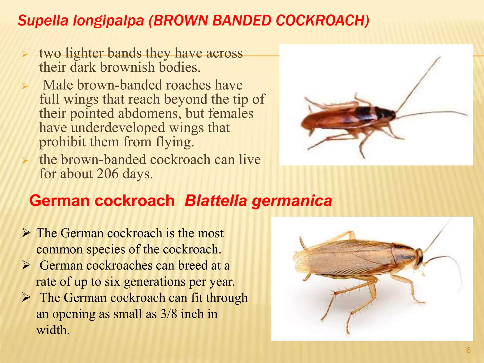 bio control of cockroach | PPTX