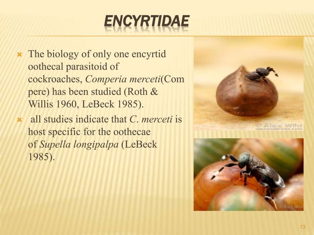 bio control of cockroach | PPT