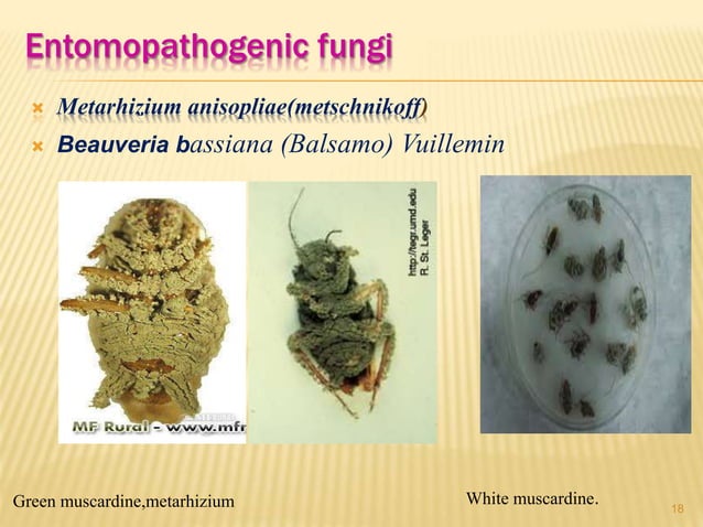bio control of cockroach | PPT