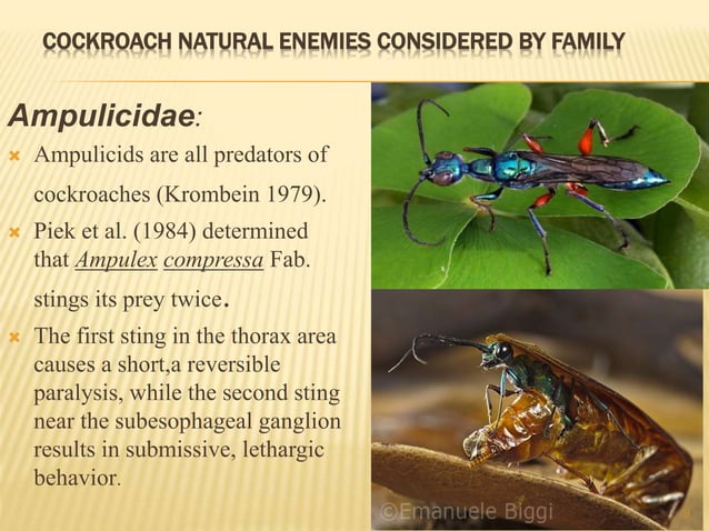 bio control of cockroach | PPT