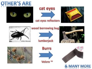 Basics about Bionics | PPT