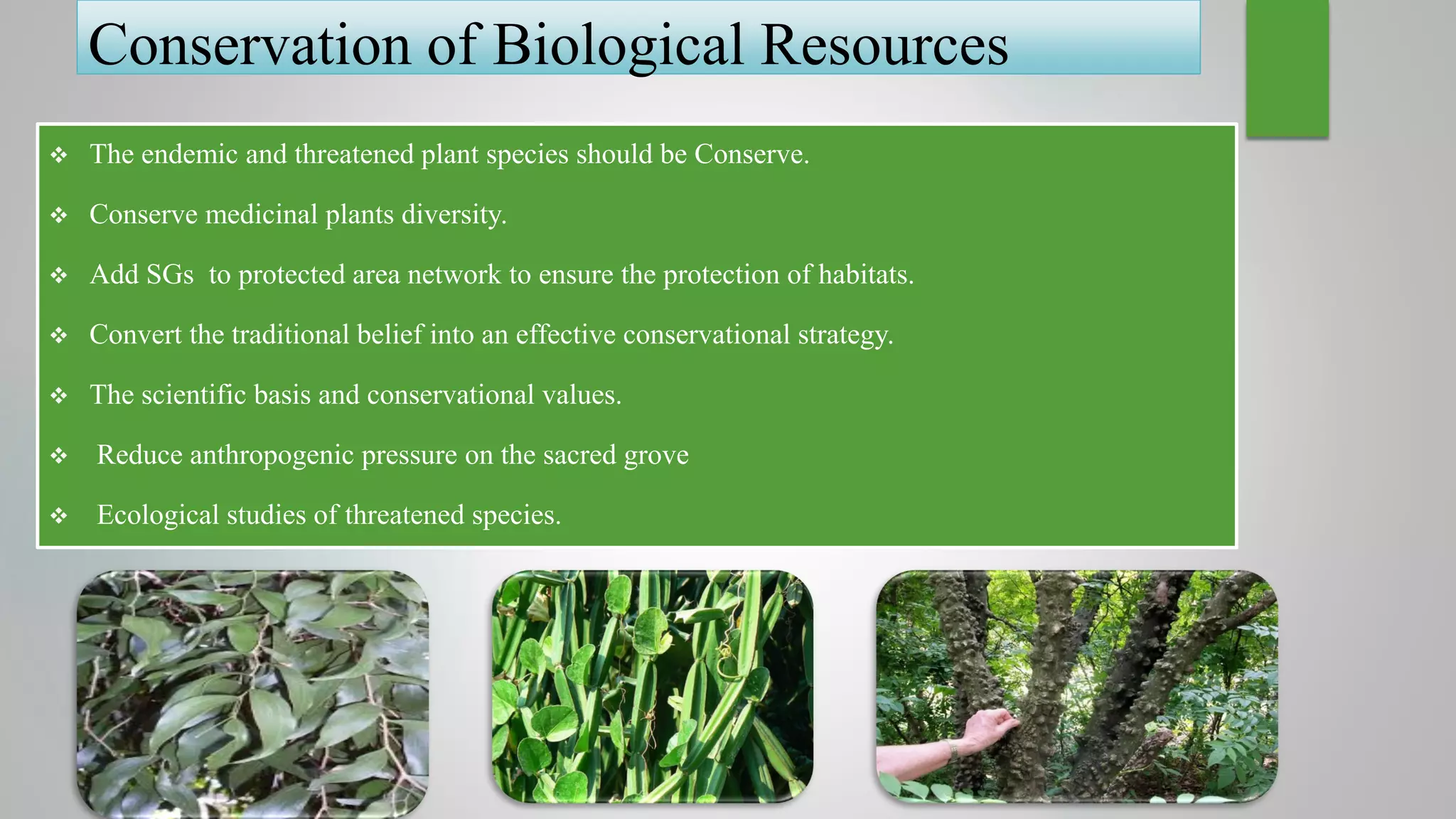TOPIC: SACRED GROVES THE BIODIVERSITY HOTSPOTSpptx pdf | PDF
