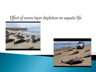 Effects Of Ozone Layer Depletion On Animals