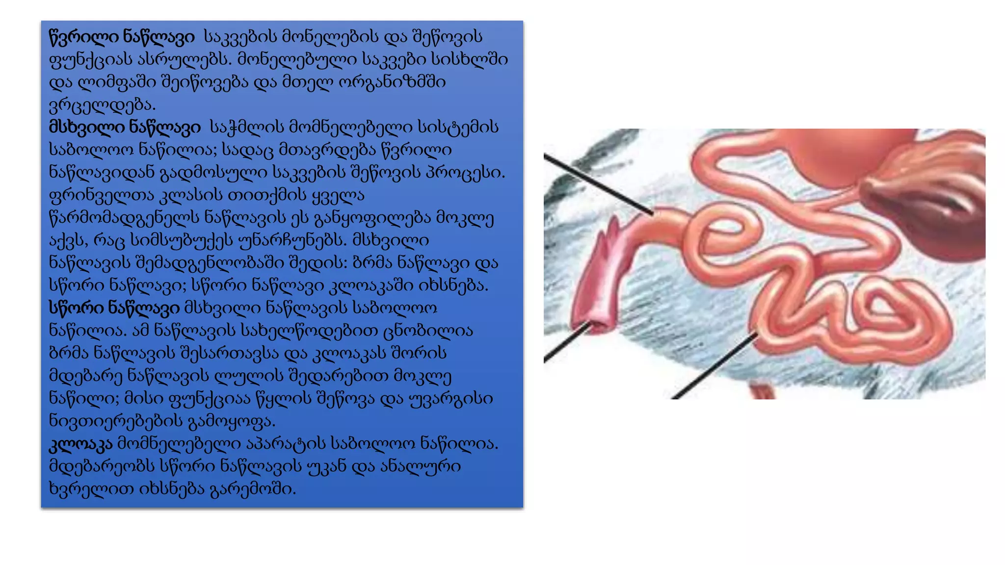 ფრინველების კვება და საჭმლის მომნელებელი სისტემა | PPTX