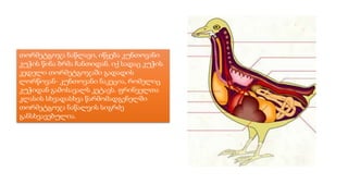 ფრინველების კვება და საჭმლის მომნელებელი სისტემა | PPTX