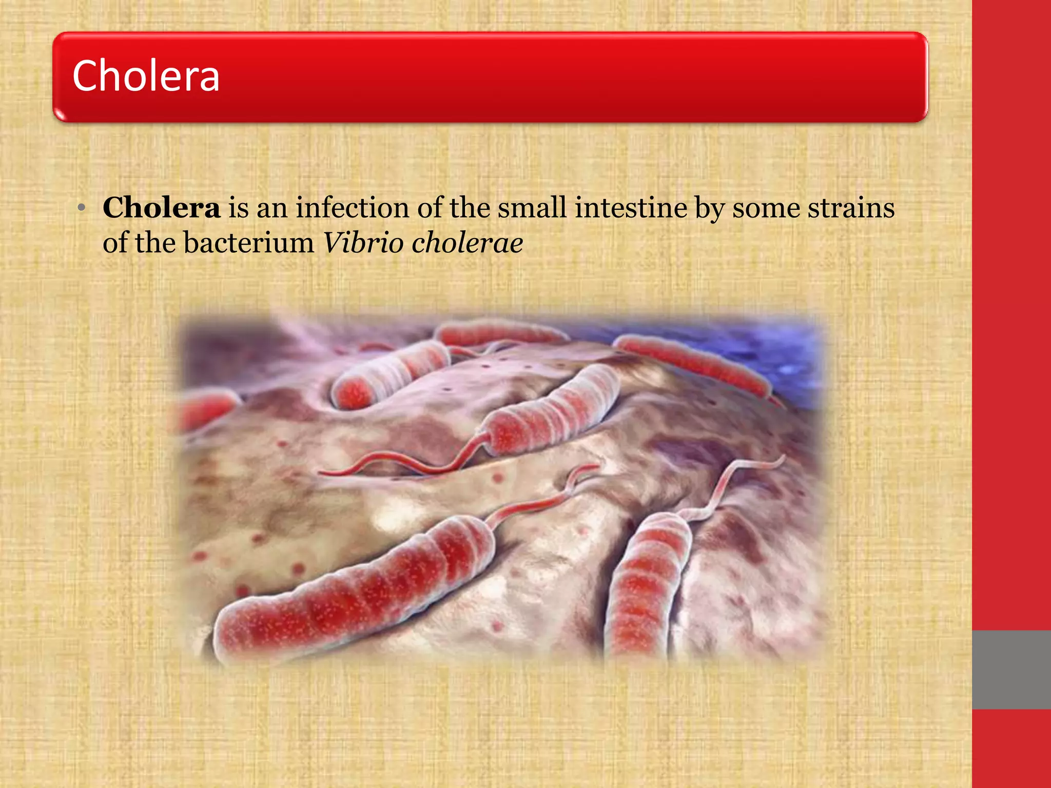 cholera | PPTX