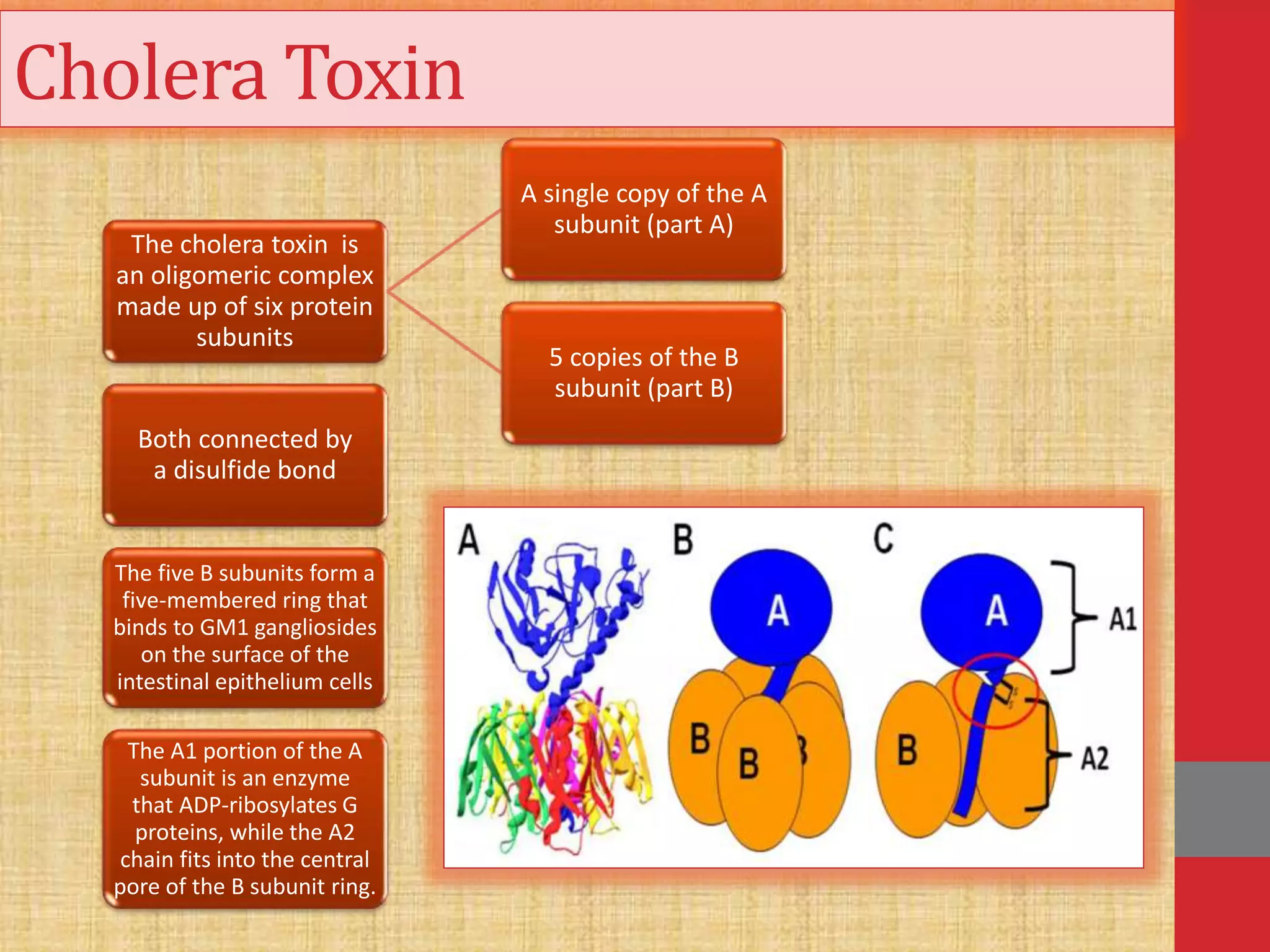 cholera | PPTX