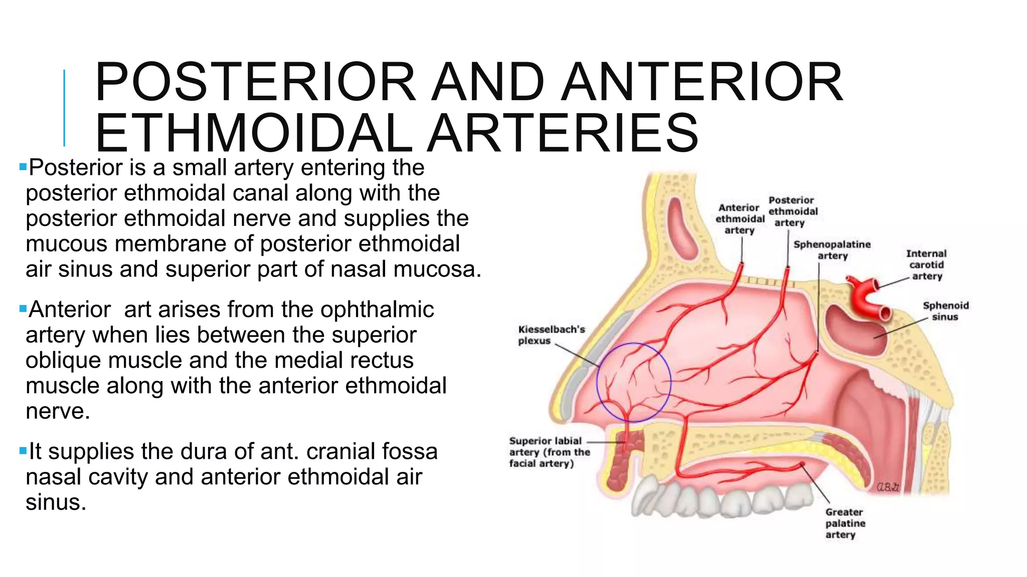 BLOOD SUPPLY TO THE EYE AND ORBIT | PPTX
