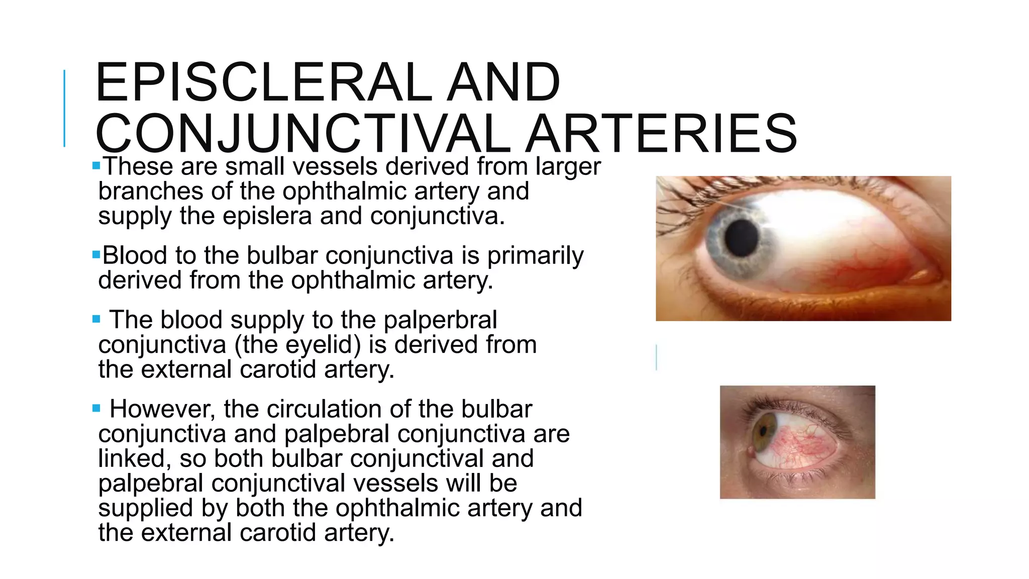BLOOD SUPPLY TO THE EYE AND ORBIT | PPTX