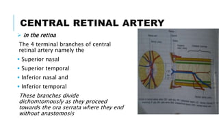 BLOOD SUPPLY TO THE EYE AND ORBIT | PPTX