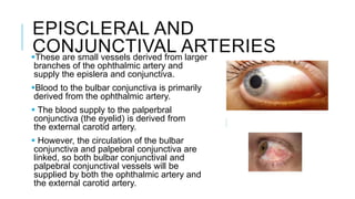 BLOOD SUPPLY TO THE EYE AND ORBIT | PPT