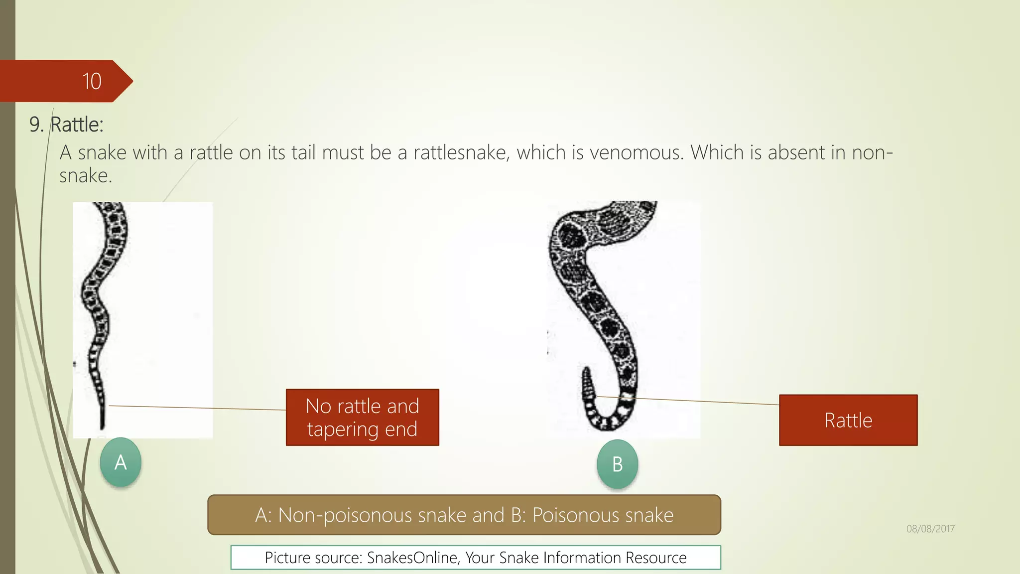 How to Identify Poisonous and Non-poisonous Snake | PPTX