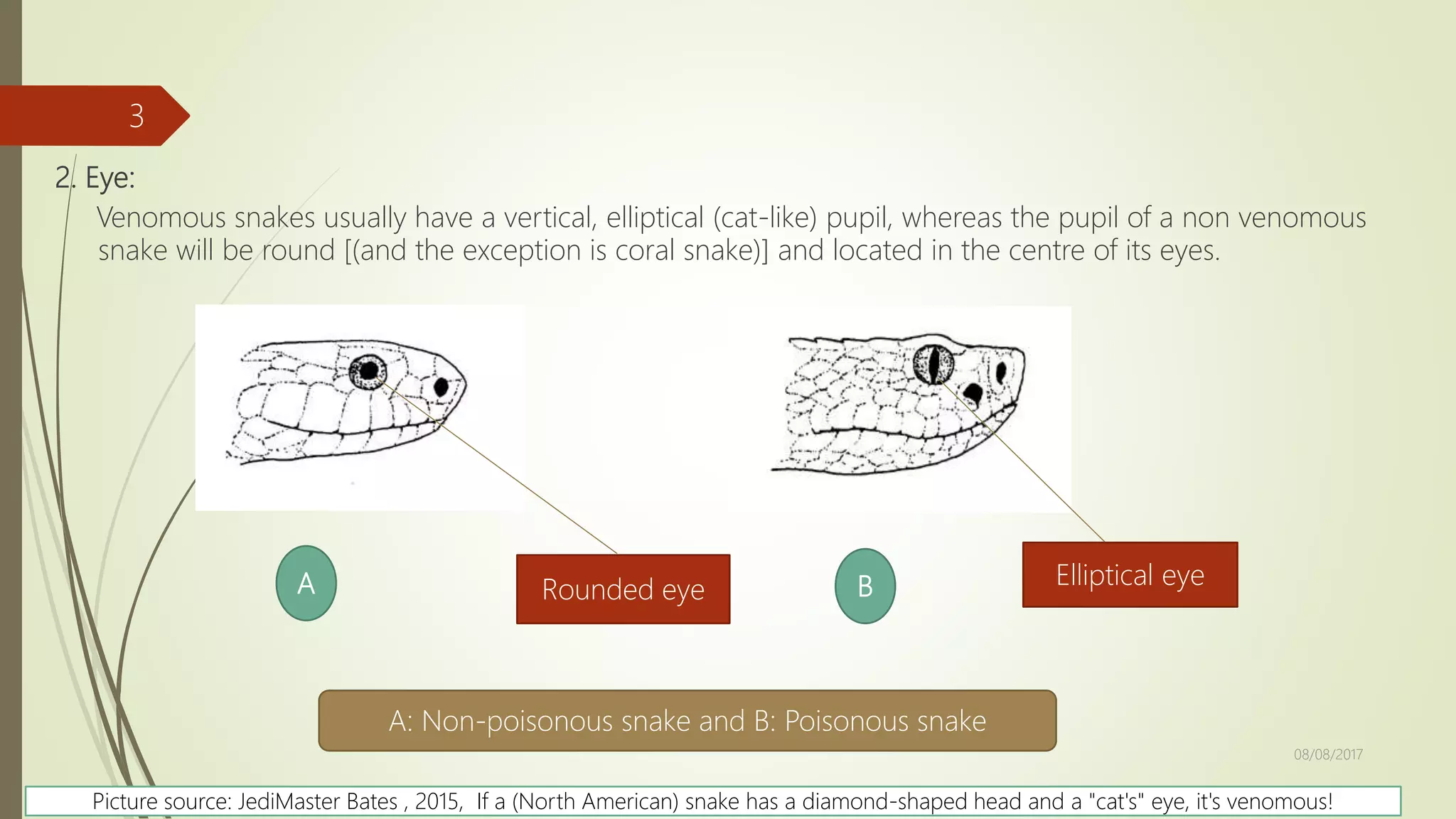 How to Identify Poisonous and Non-poisonous Snake | PPTX