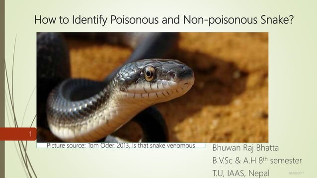 How to Identify Poisonous and Non-poisonous Snake | PPTX