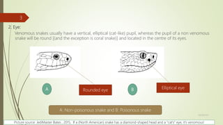 How to Identify Poisonous and Non-poisonous Snake | PPTX
