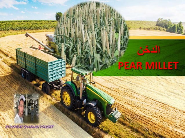 الدخن pearl millet | PPTX