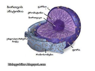 უჯრედის ორგანოიდები | PPTX