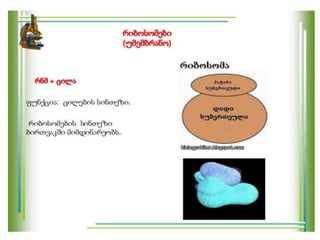 უჯრედის ორგანოიდები | PPTX