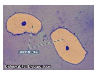 უჯრედის ორგანოიდები | PPTX