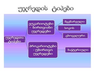 უჯრედის ორგანოიდები | PPTX