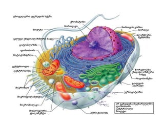 უჯრედის ორგანოიდები | PPTX