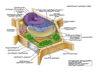 უჯრედის ორგანოიდები | PPTX
