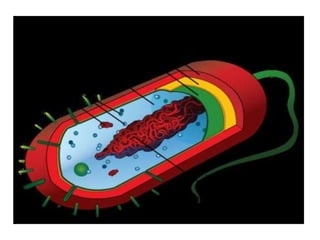 უჯრედის ორგანოიდები | PPTX